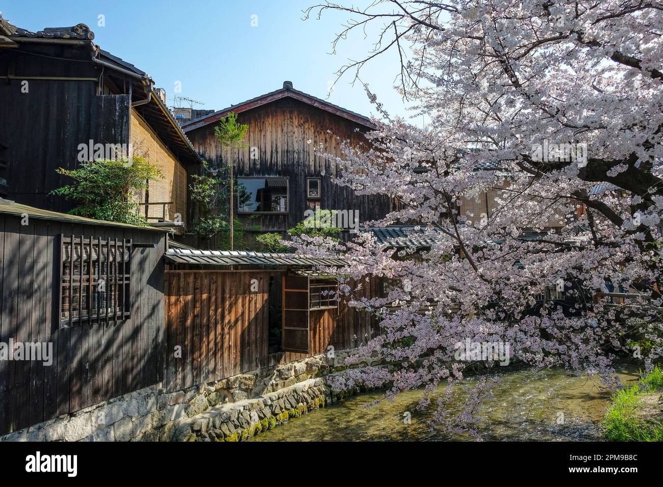 Cherry blossoms on the Tatsumi bridge of Shirakawa canal in the Gion ...