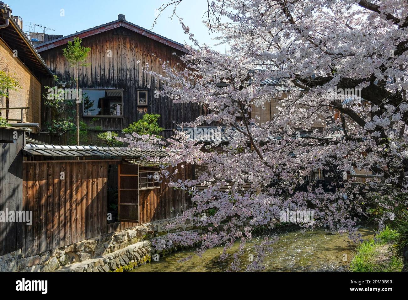 Cherry blossoms on the Tatsumi bridge of Shirakawa canal in the Gion ...
