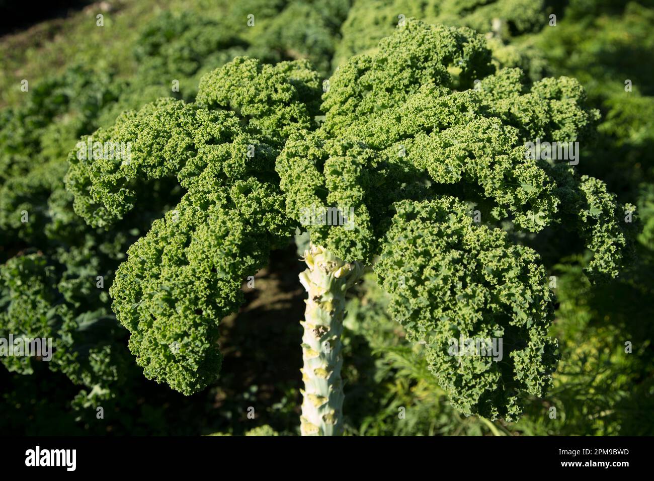 Kale plant in an organic garden in the north of Spain Stock Photo - Alamy