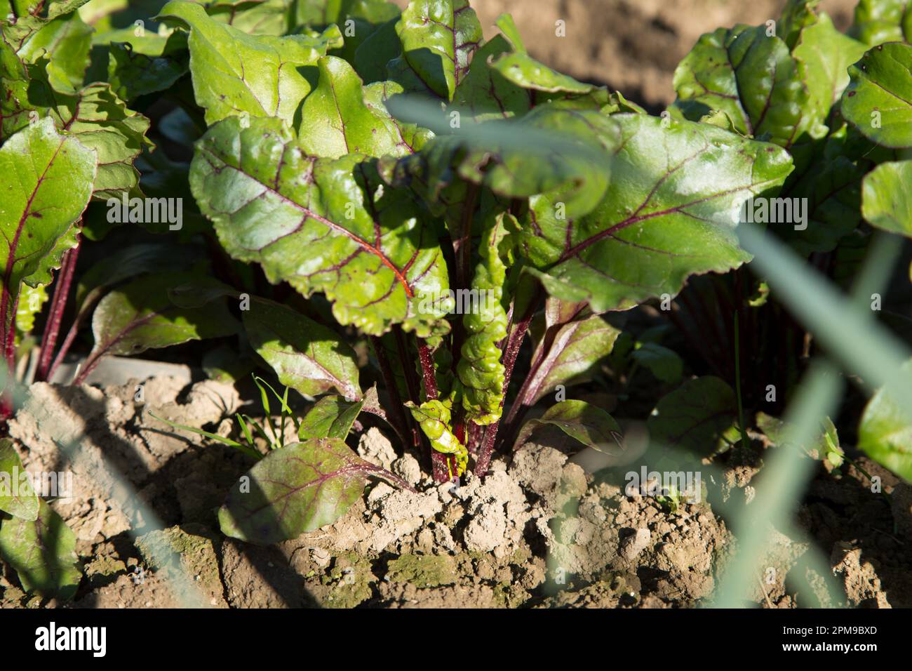 Beetroot plant in an organic orchard in the north of Spain Stock Photo ...