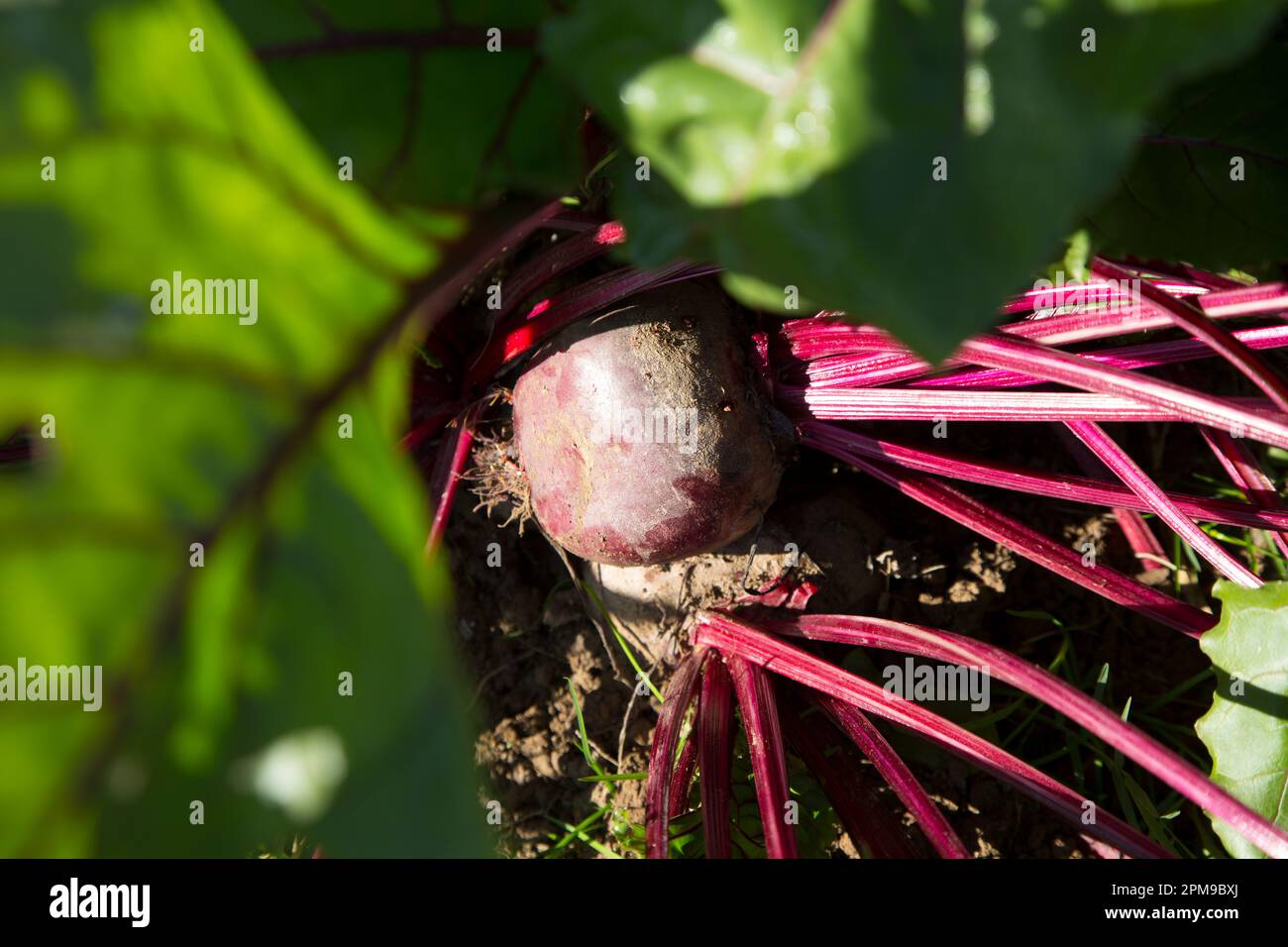 Beetroot plant container hi-res stock photography and images - Alamy