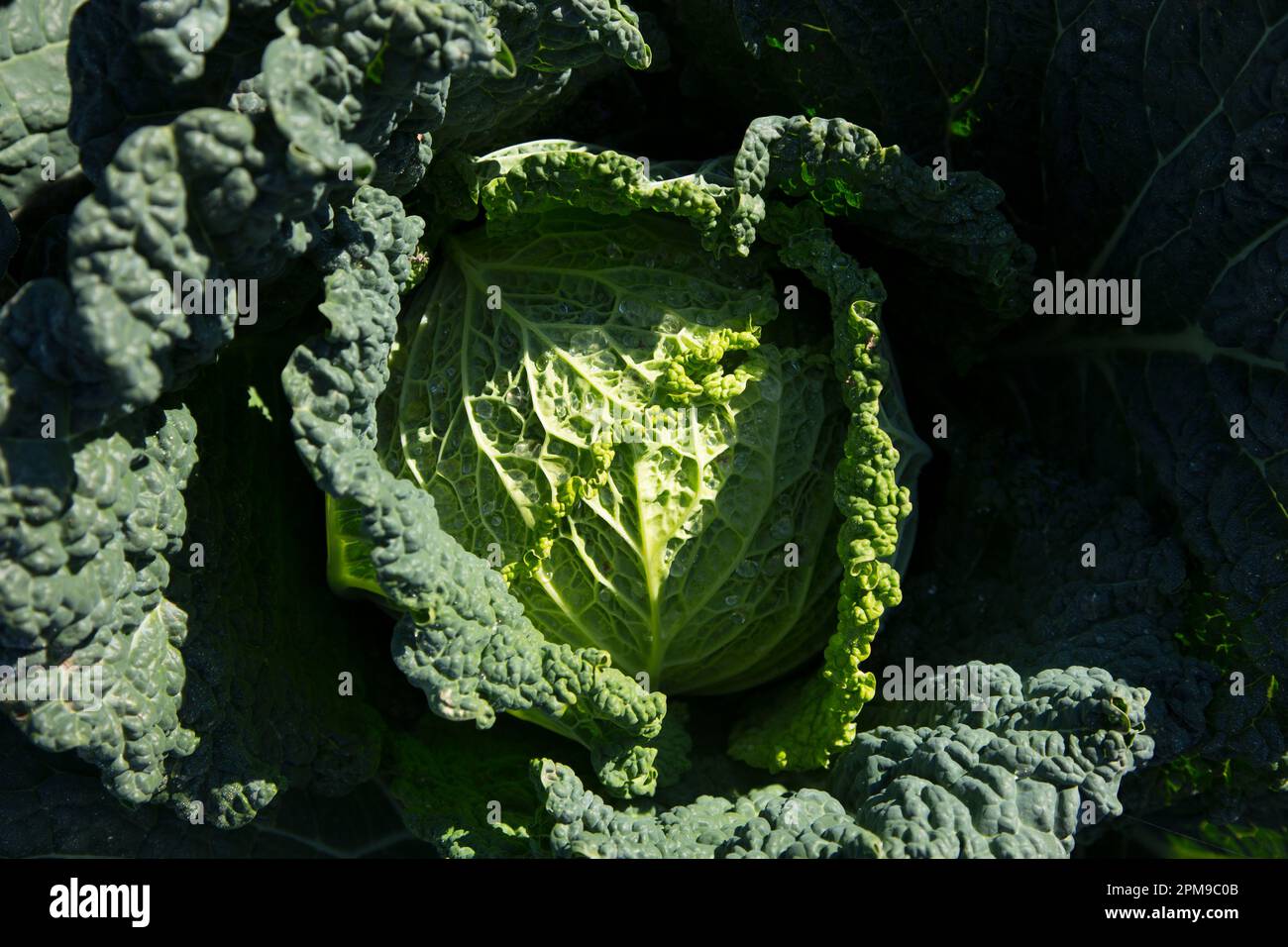 Spring cabbage transplanting hi-res stock photography and images - Alamy