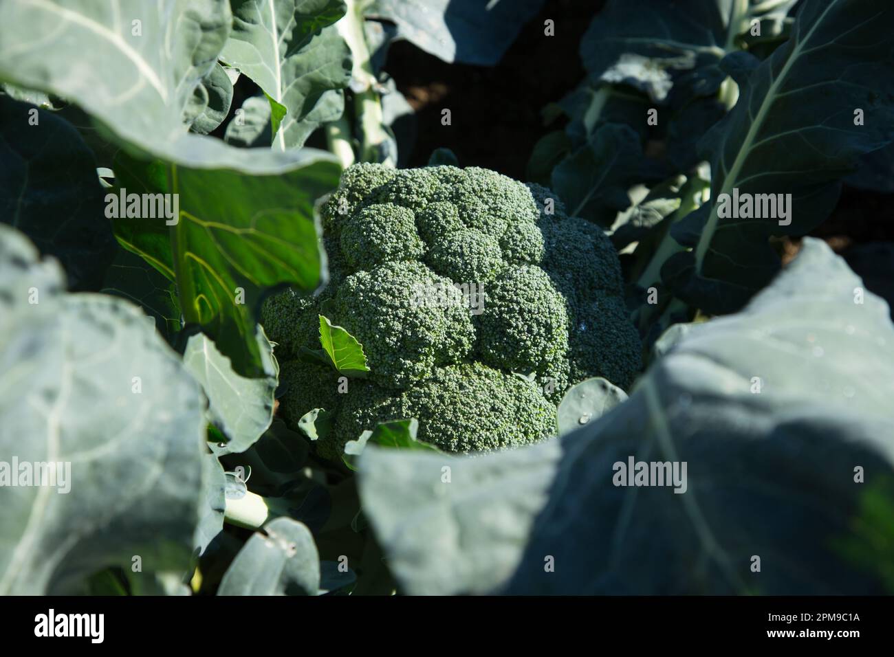 Broccoli plant in an organic garden in the north of Spain Stock Photo ...