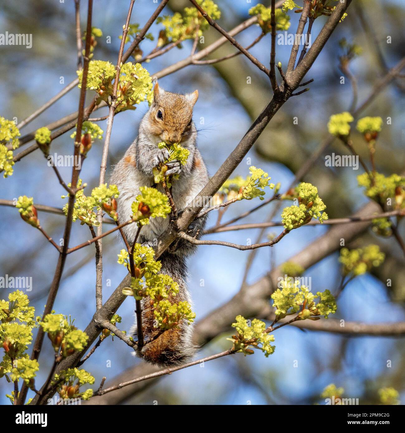 Grey squirrel (Sciurus carolinensis) smelling and eating the green ...