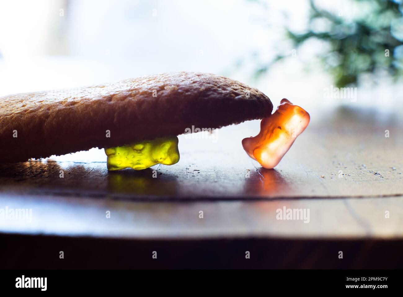 Gummy bears playing on a food table with a biscuit Stock Photo - Alamy