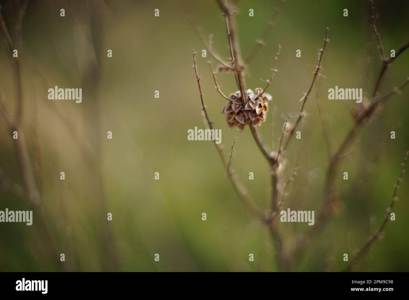 Dry plant bush with thin branches and seeds growing in spring field ...