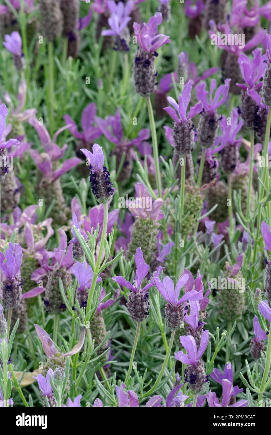 Photo of blooming lavender flowers lavandula stoechas javelin forte ...