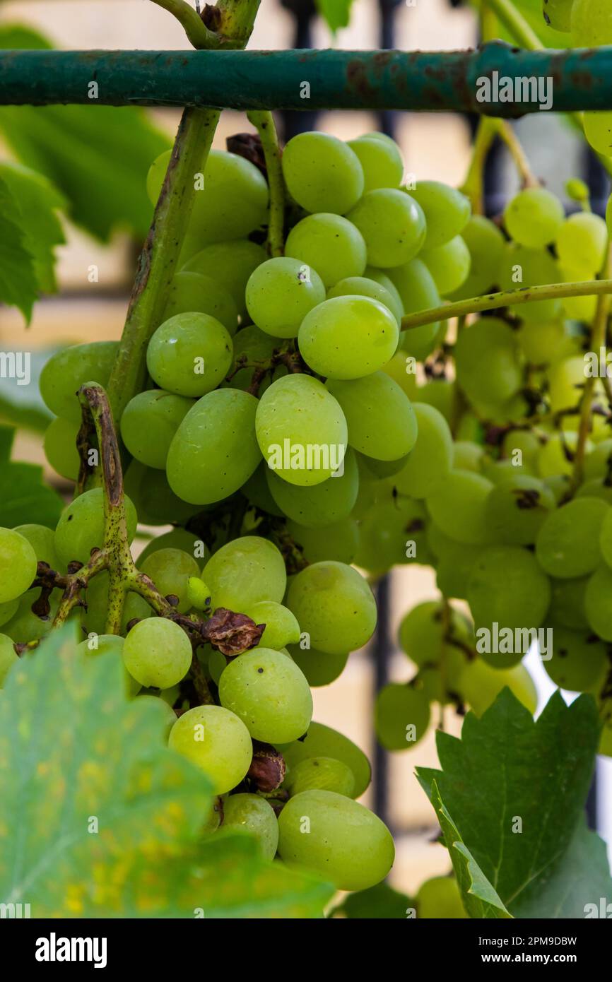 Juicy and tasty big bunches of ripe grapes on plantation bushes Stock ...
