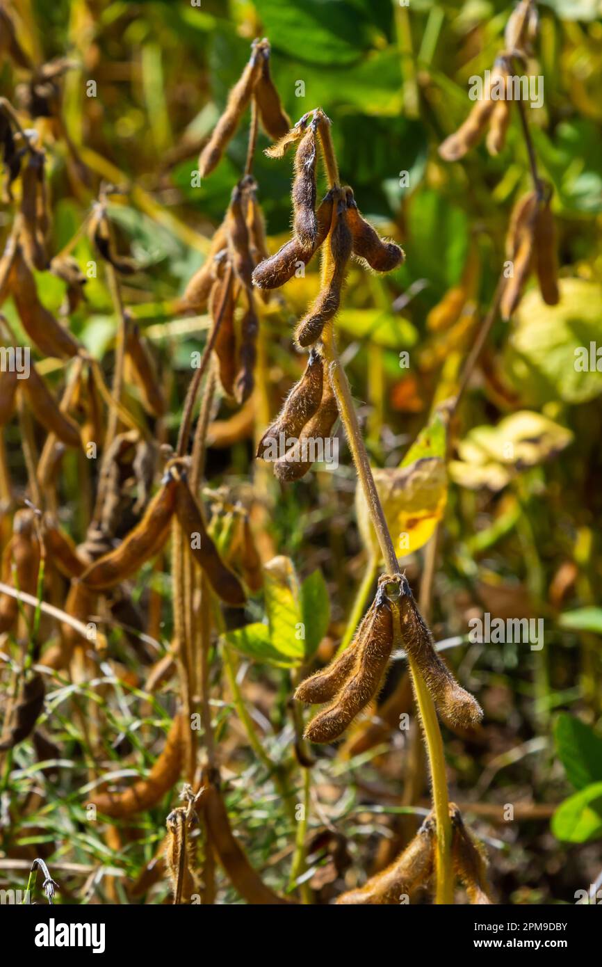 Soybeans pod macro. Harvest of soy beans - agriculture legumes plant ...