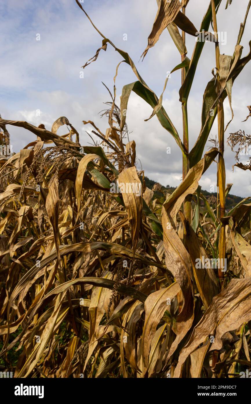 Autumn agricultural landscape. view of a ripe corn field with a ...
