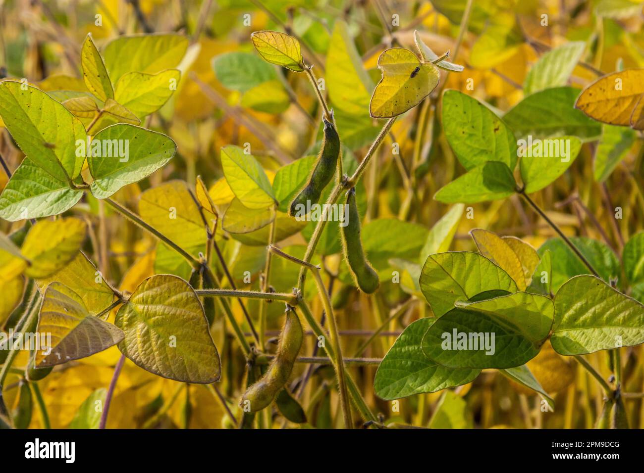 Soybeans pod macro. Harvest of soy beans - agriculture legumes plant ...