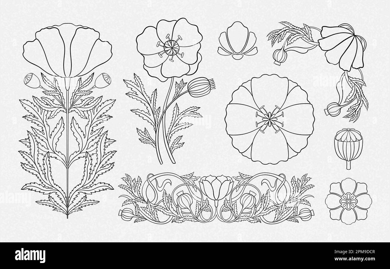 Floral poppy plant in art nouveau 1920-1930. Hand drawn in a linear ...