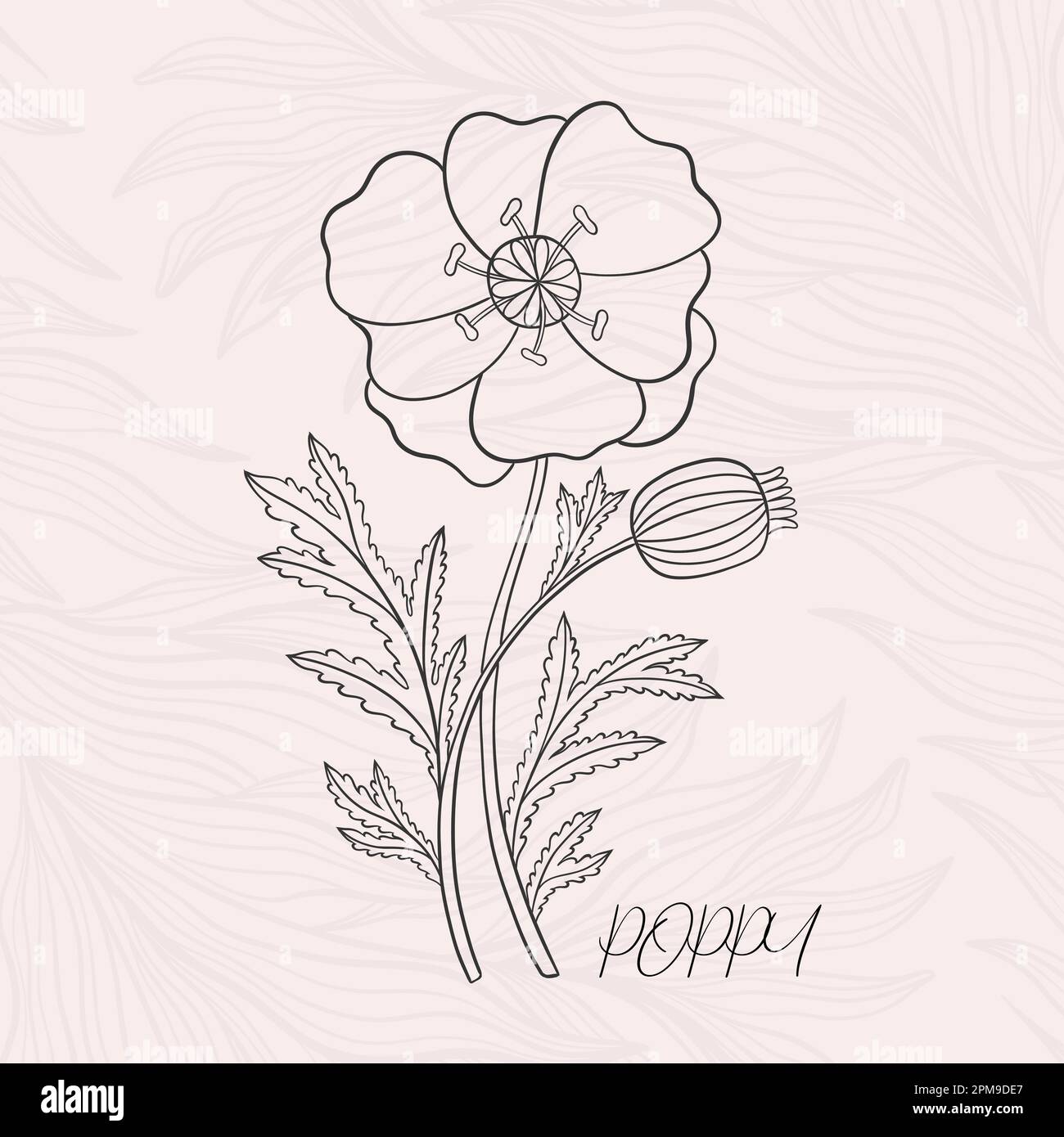 Floral poppy plant in art nouveau 1920-1930. Hand drawn in a linear ...