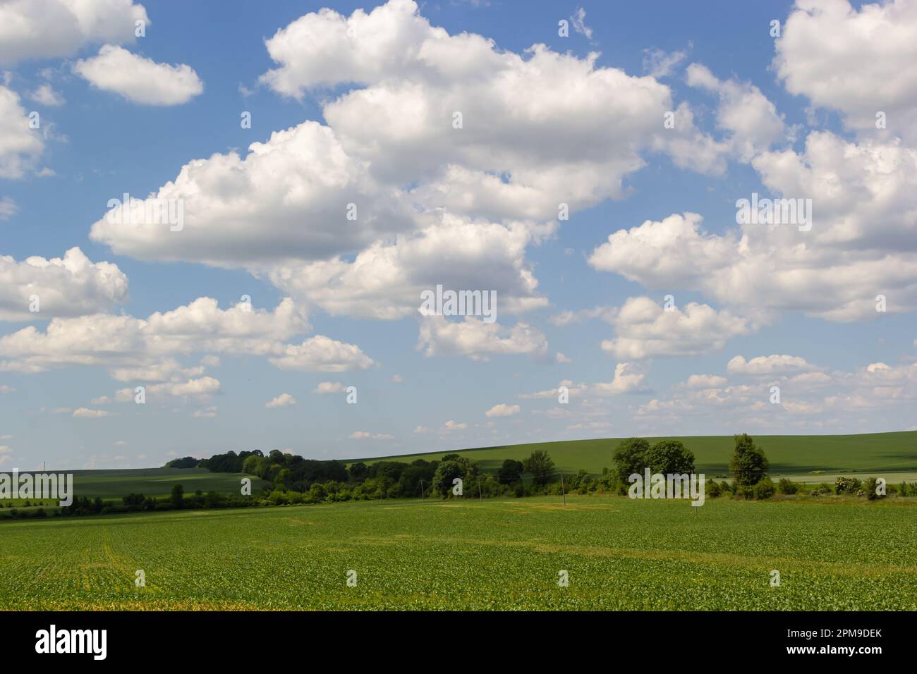 Summer landscape with hilly green field and forest in the distance ...