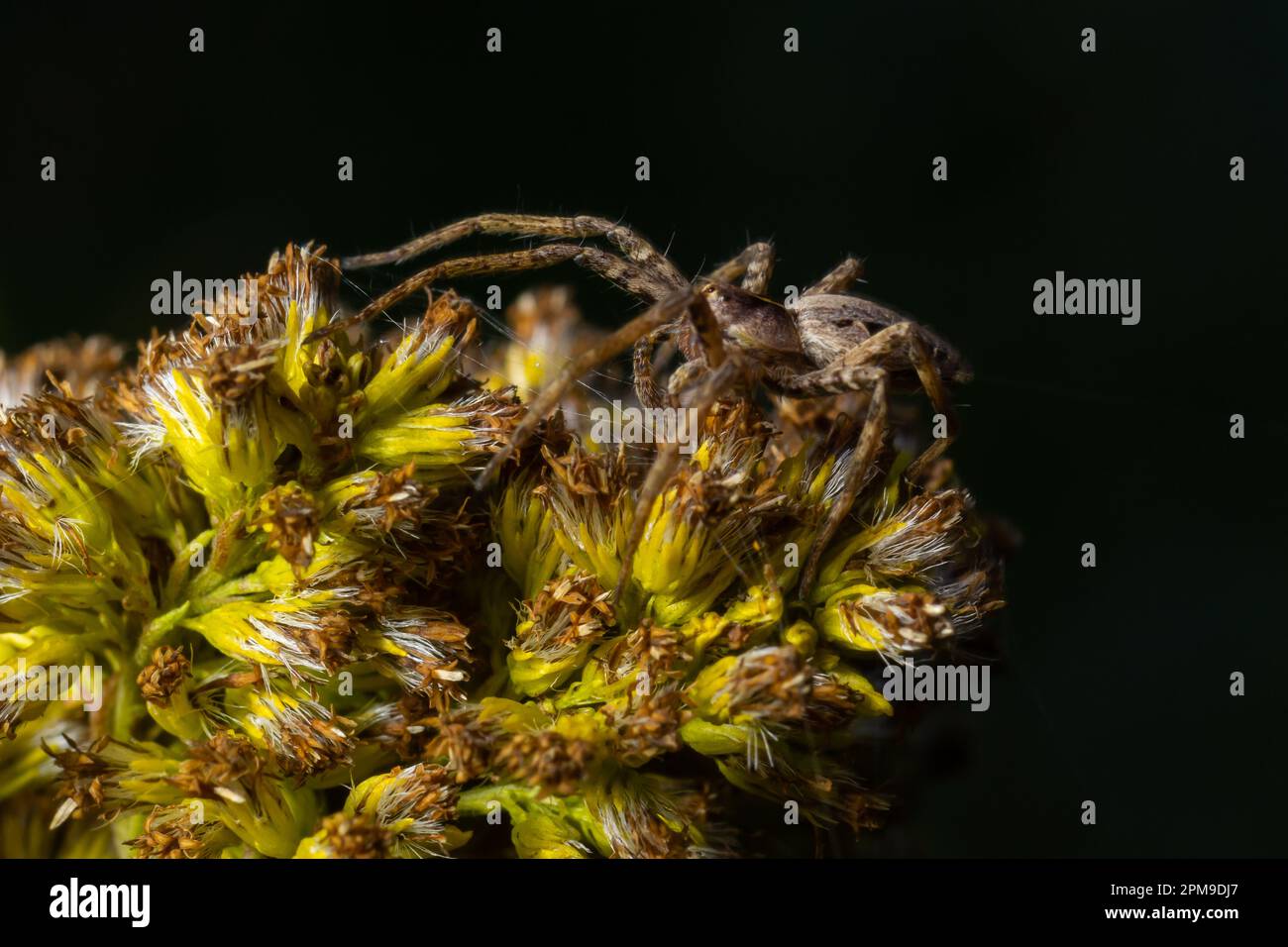 Spider catching insect hi-res stock photography and images - Alamy