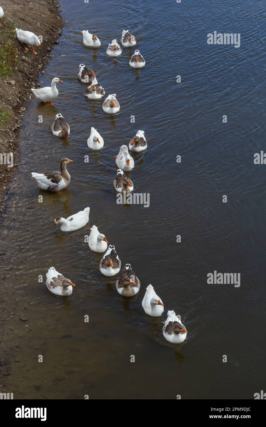 Domestic geese swim in the water. A flock of white beautiful geese in ...