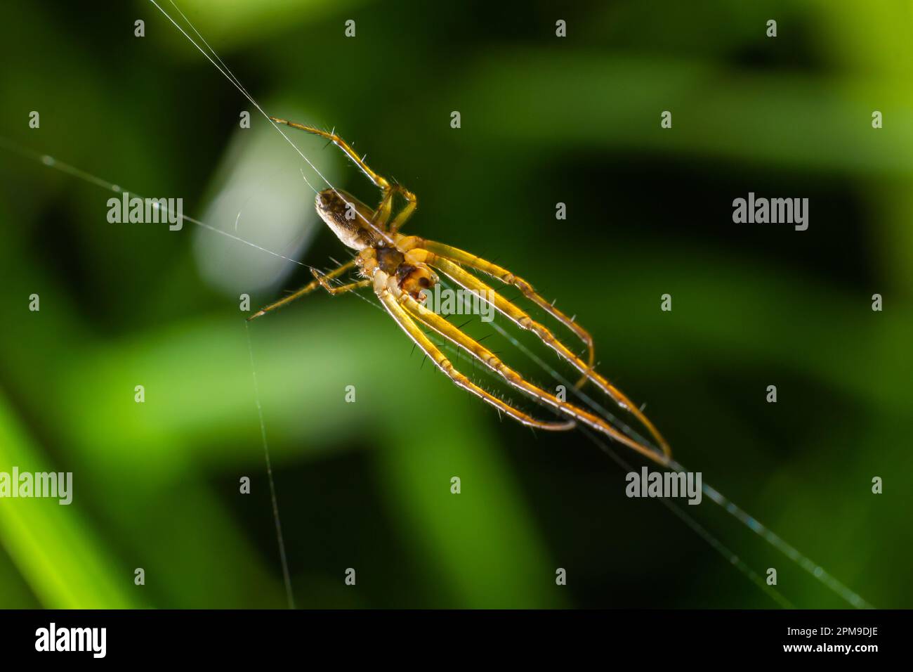Spider with long body hi-res stock photography and images - Alamy