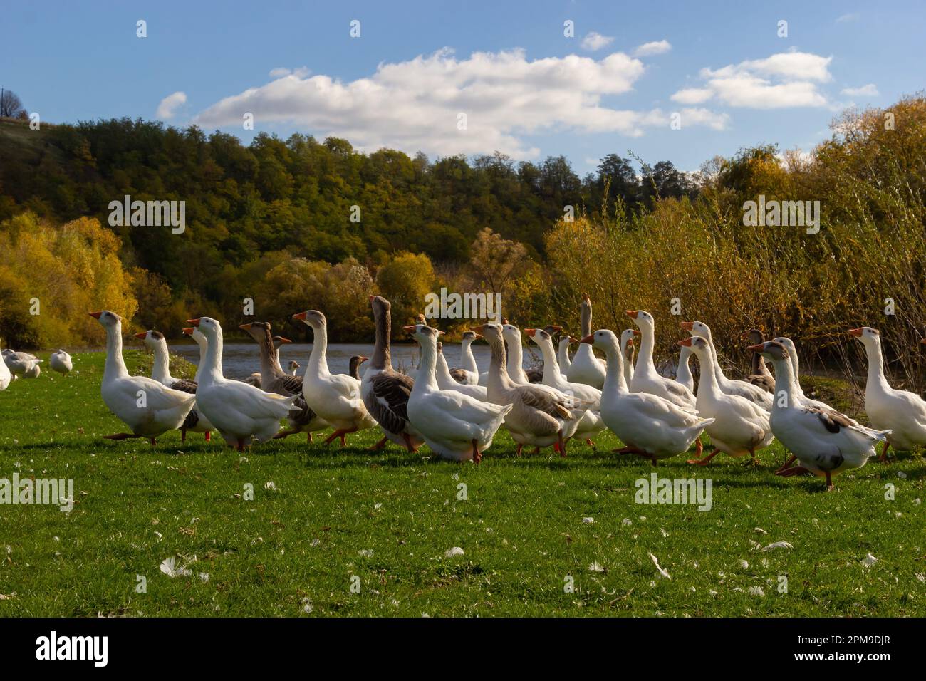 Gray beautiful geese in a pasture in the countryside walk on the green ...