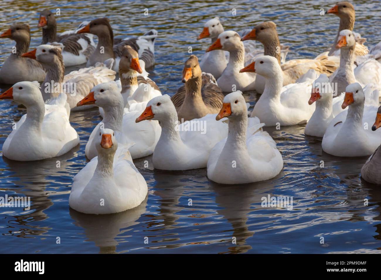 Domestic geese swim in the river. A flock of domestic geese on the ...