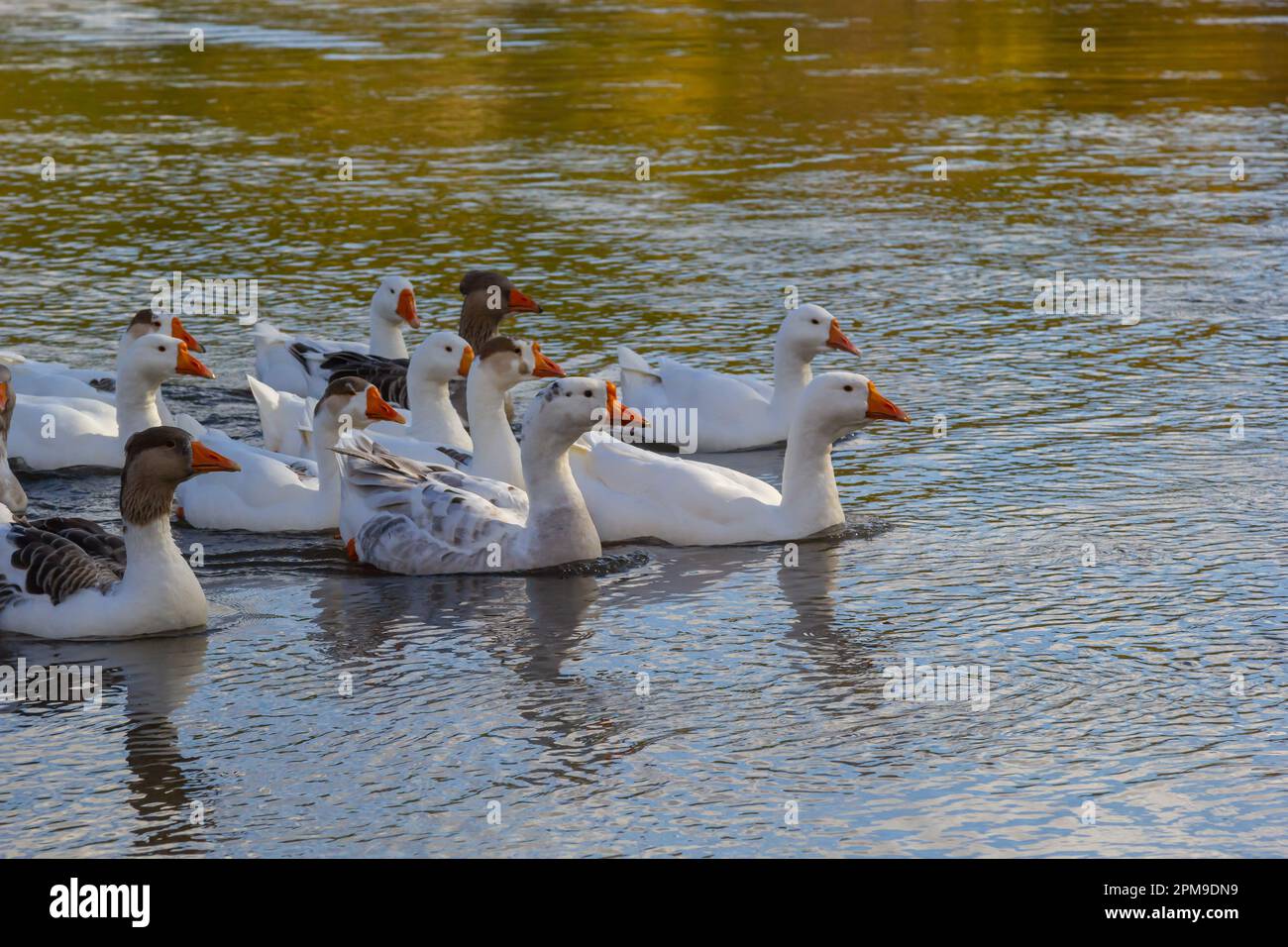 Domestic geese swim in the water. A flock of white beautiful geese in ...