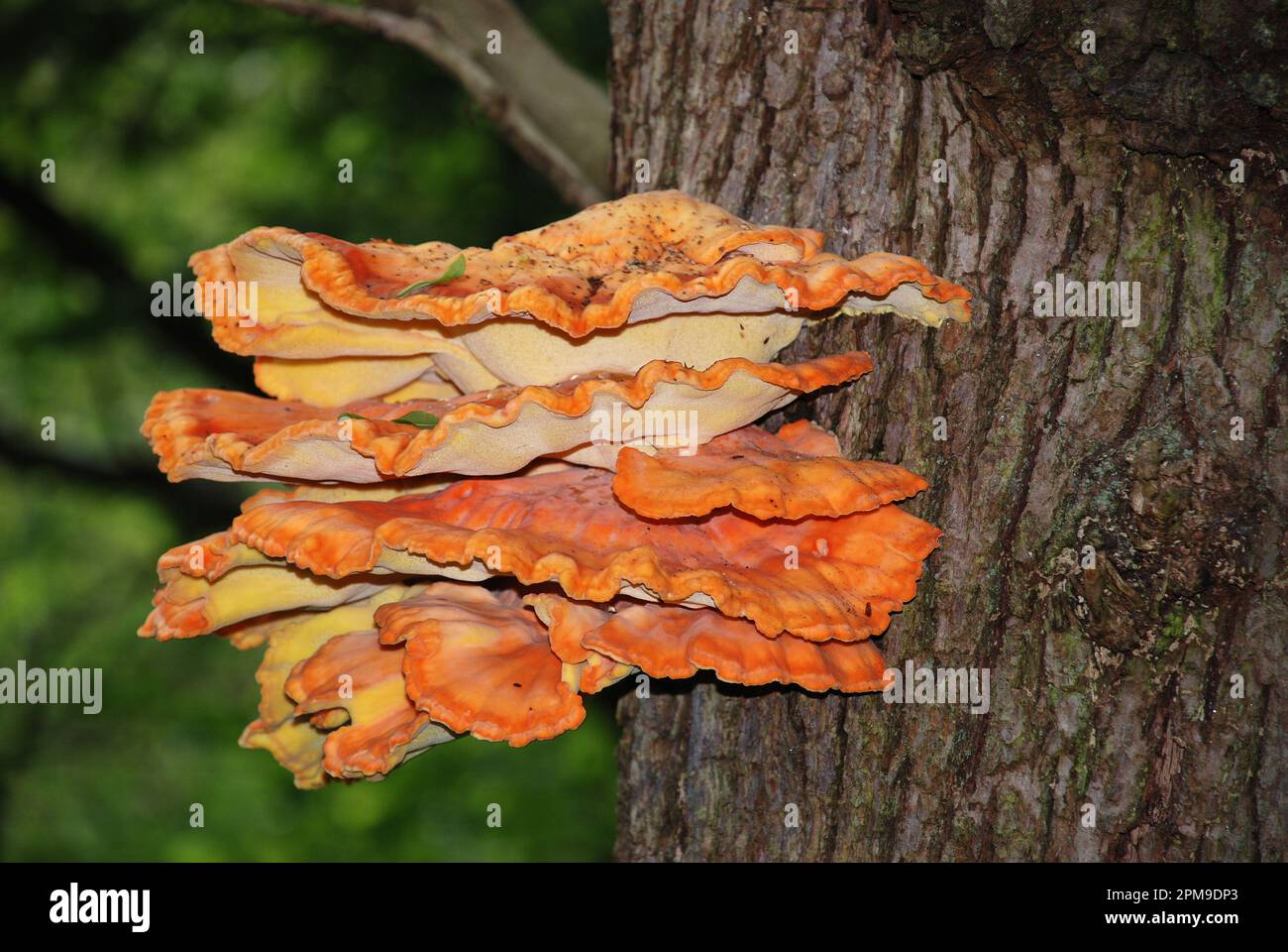 Colored fungi hi-res stock photography and images - Alamy