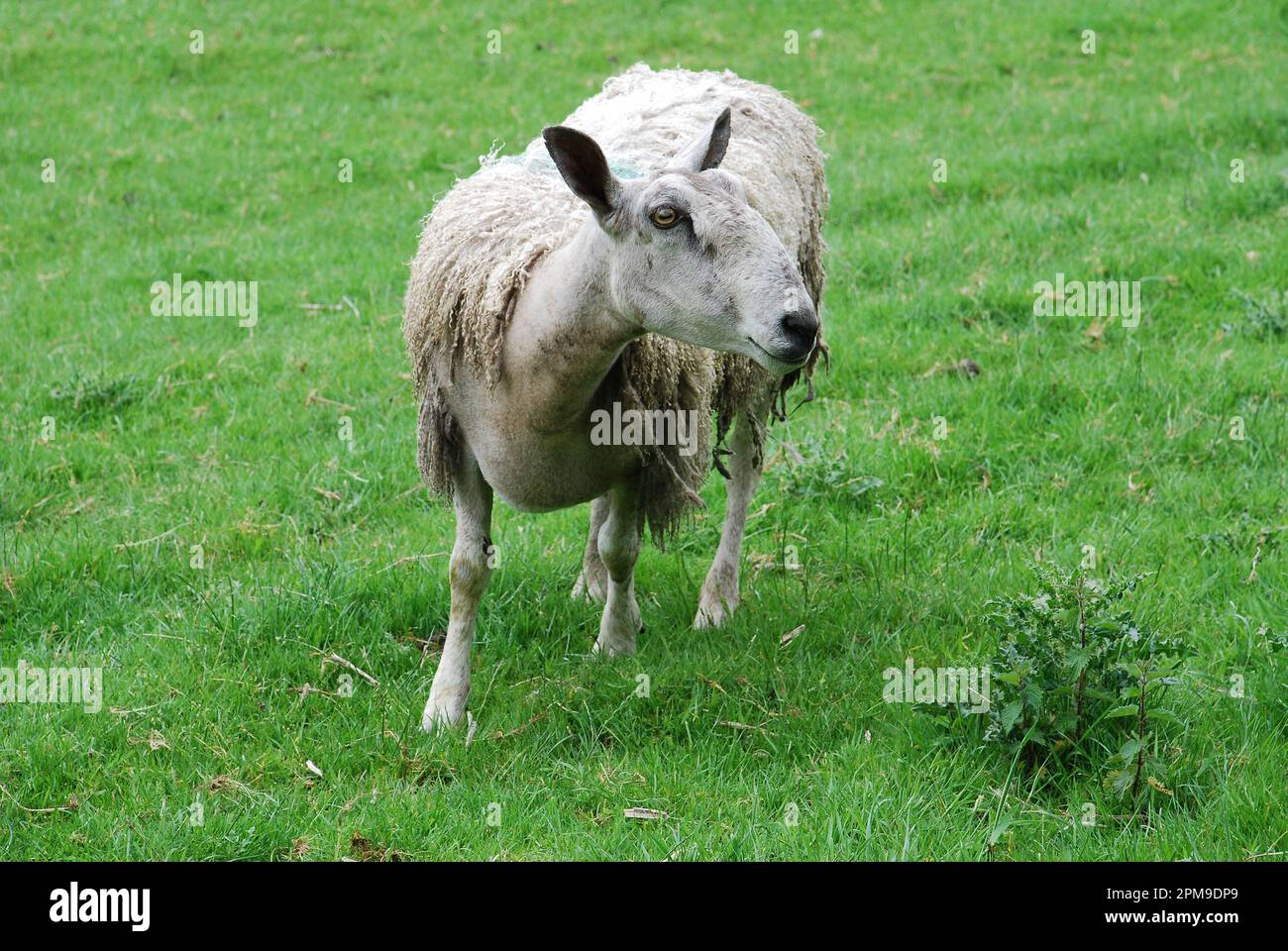Sheep partially shedding the woollen coat naturally and looking ...