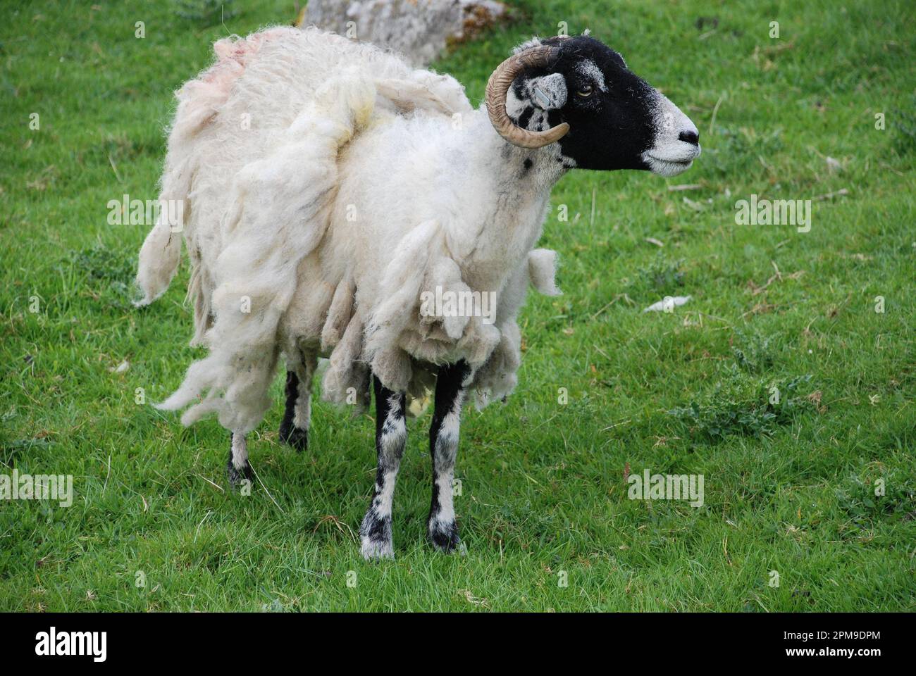 Sheep partially shedding the woollen coat naturally and looking ...