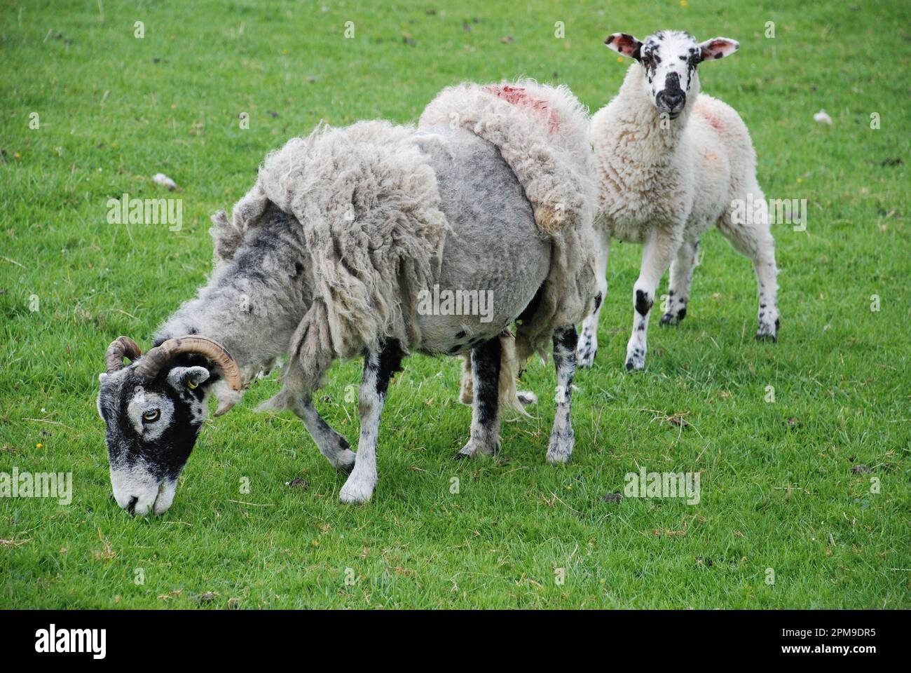 Sheep partially shedding the woollen coat naturally and looking ...