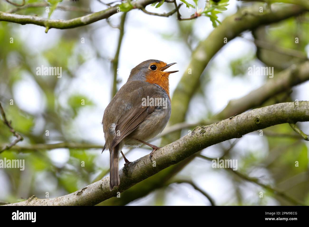 Robin singing (loch Leven, Scotland Stock Photo - Alamy