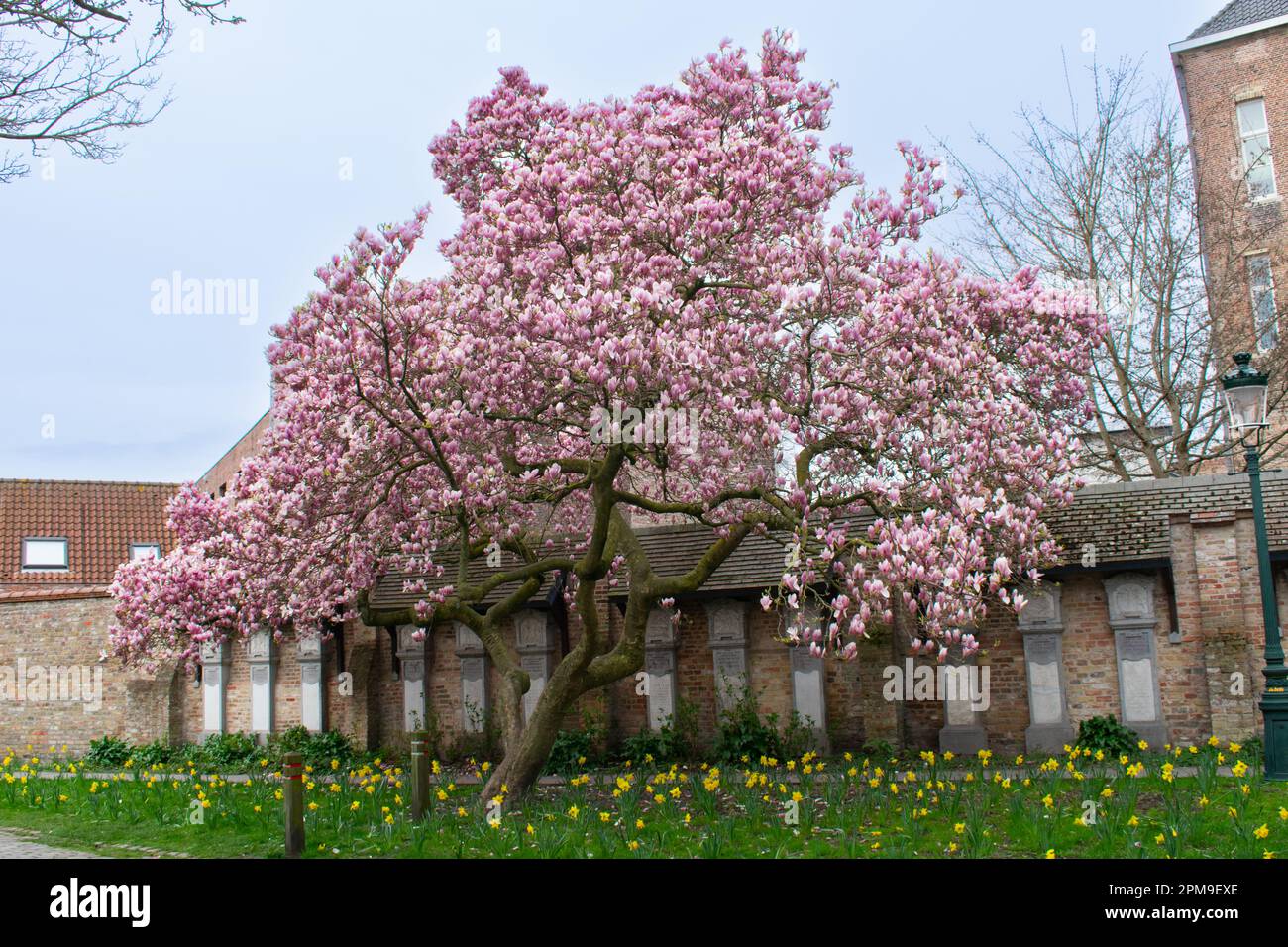 China blossom tree in full bloom with yellow bed of flowers beneath in ...