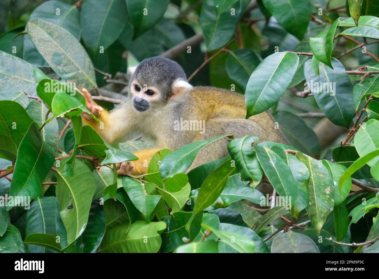 Close up black capped squirrel monkey eating food at tree at Sandoval Lake Amazon forest ...