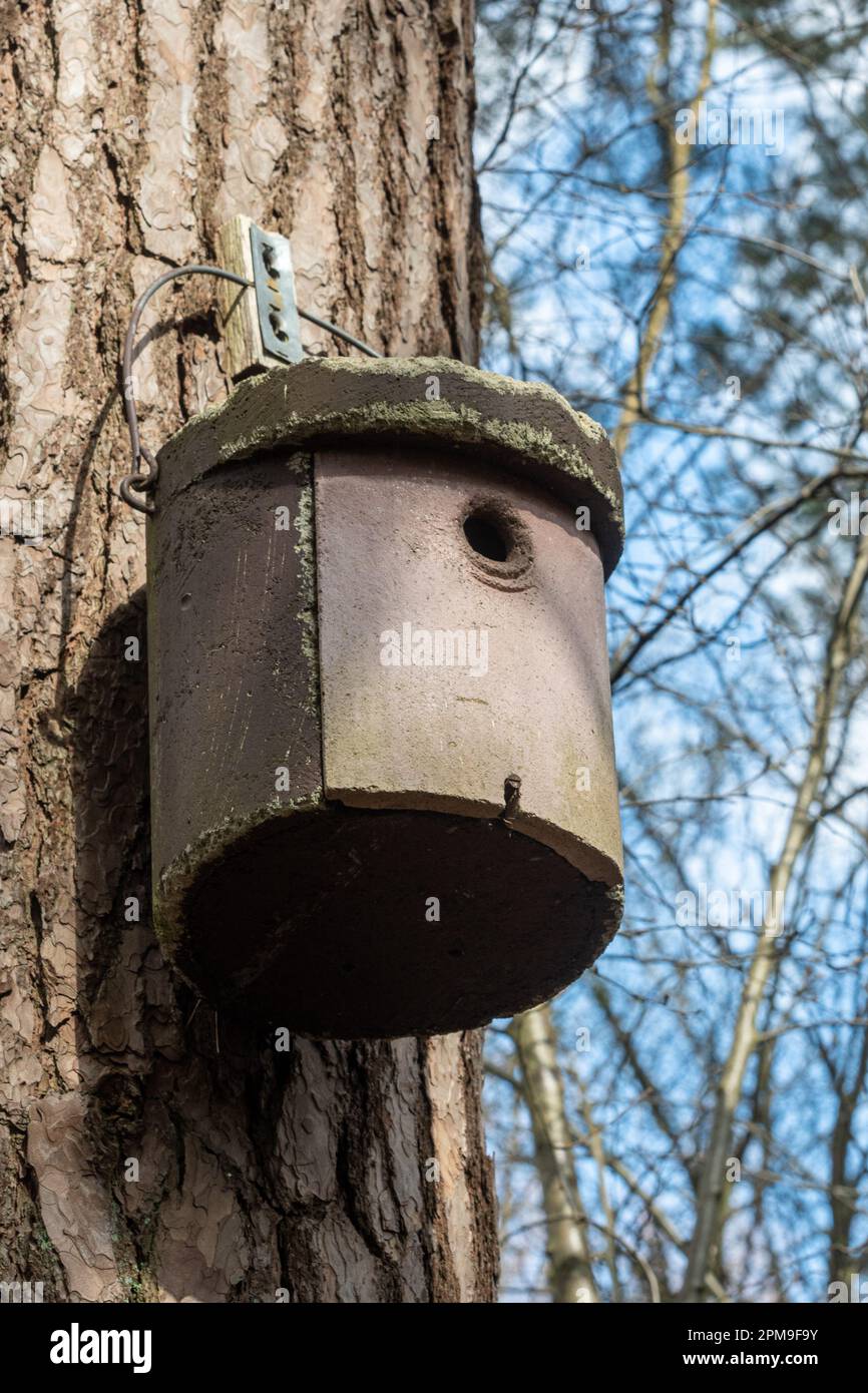 Large rounded nuthatch bird box for nesting in a pine tree Stock Photo ...