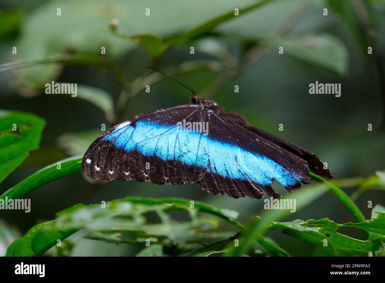 Close up macro blue black morpho butterfly standing on leaves at Amazon ...