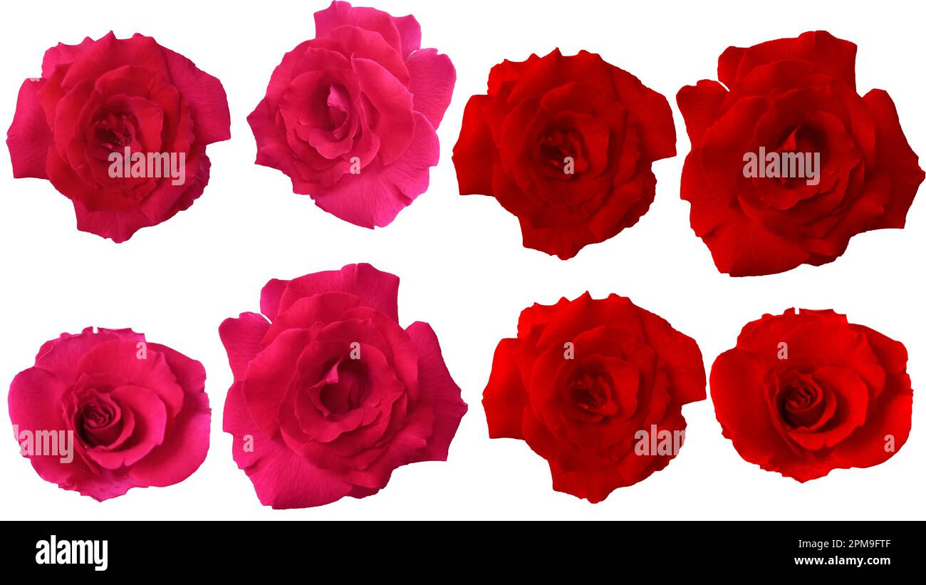 collection of red rose flower on white background. each one is shot ...
