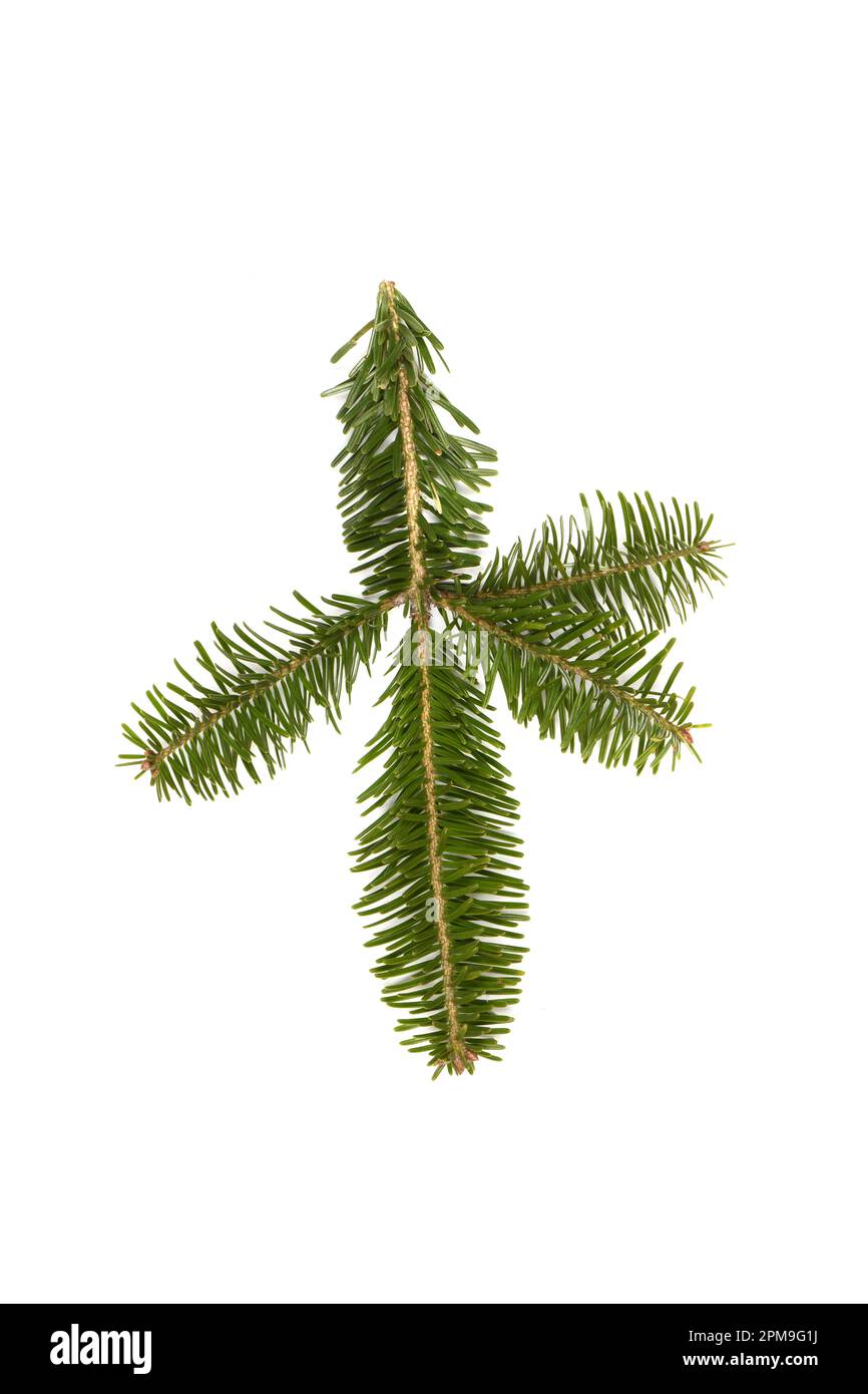 Spruce branch isolated on white background. High resolution photo. Full depth of field Stock ...