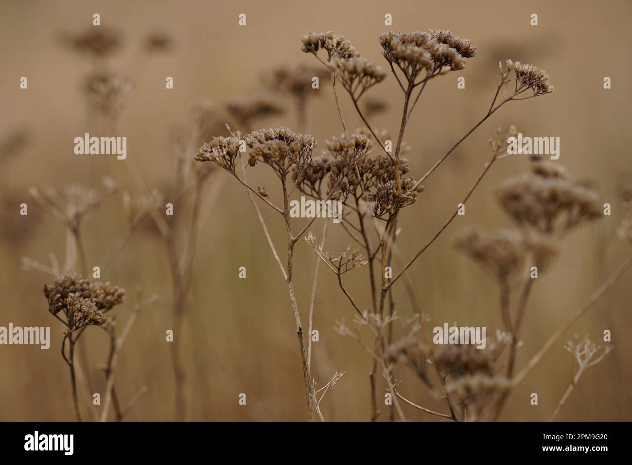 Dry yarrow branches growing in foggy field Stock Photo - Alamy