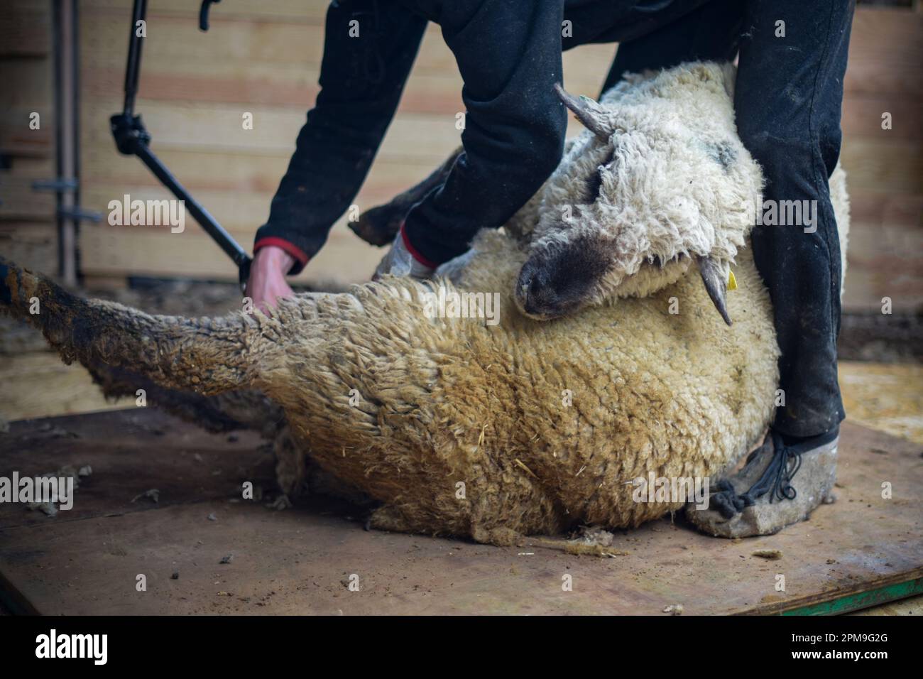 A sheep being shorn hi-res stock photography and images - Alamy