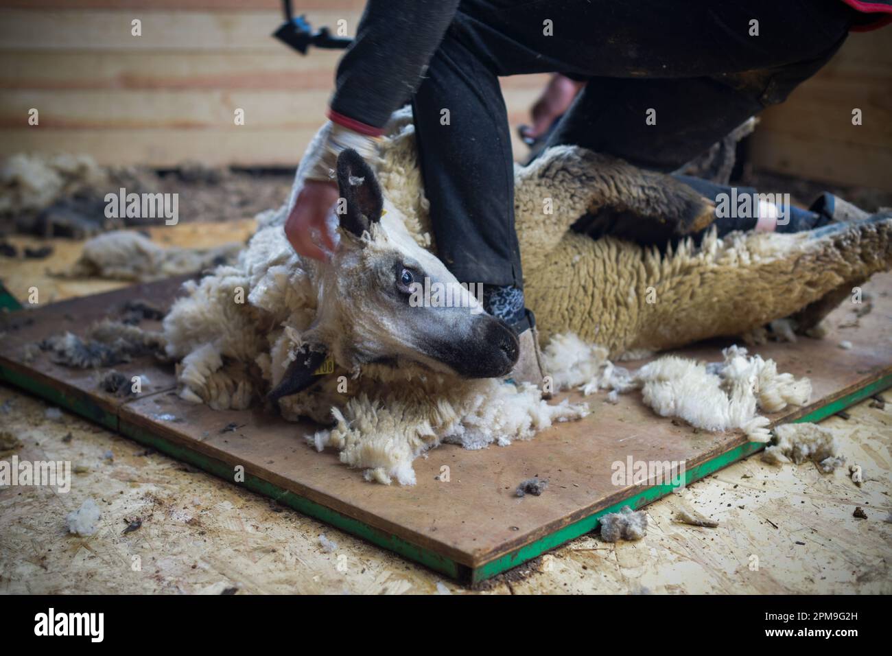 Sheep being shorn hi-res stock photography and images - Alamy