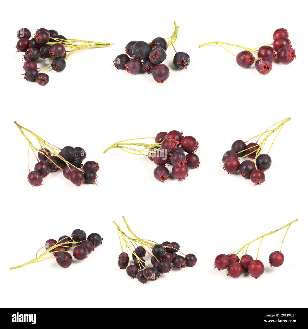 Nine berries of amelanchier or chuckley pear. High resolution photo ...