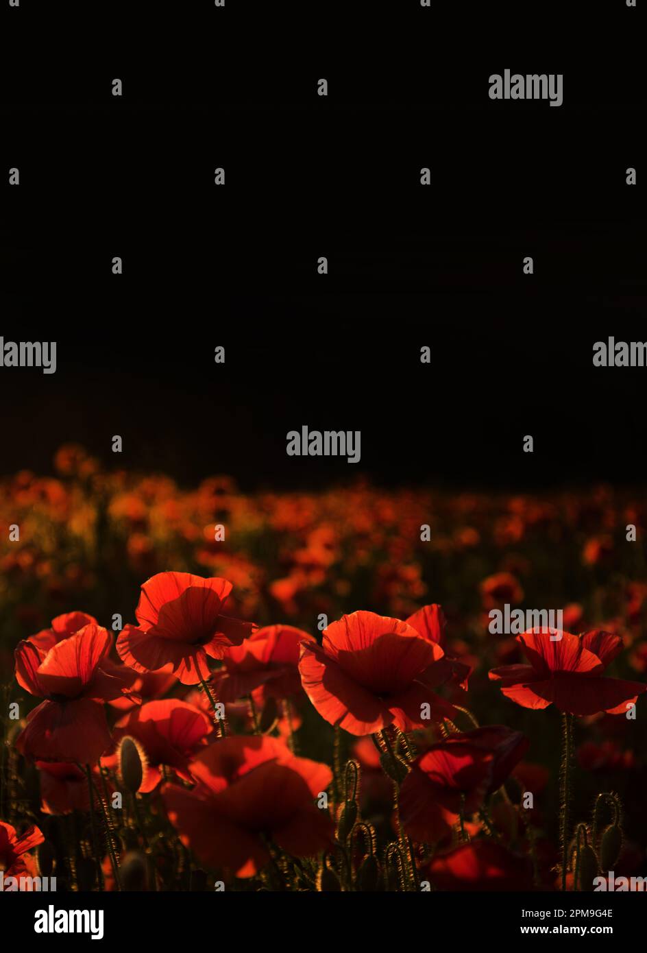 Dramatic Poppy flowers field. Anzac day banner. Remember for Anzac ...