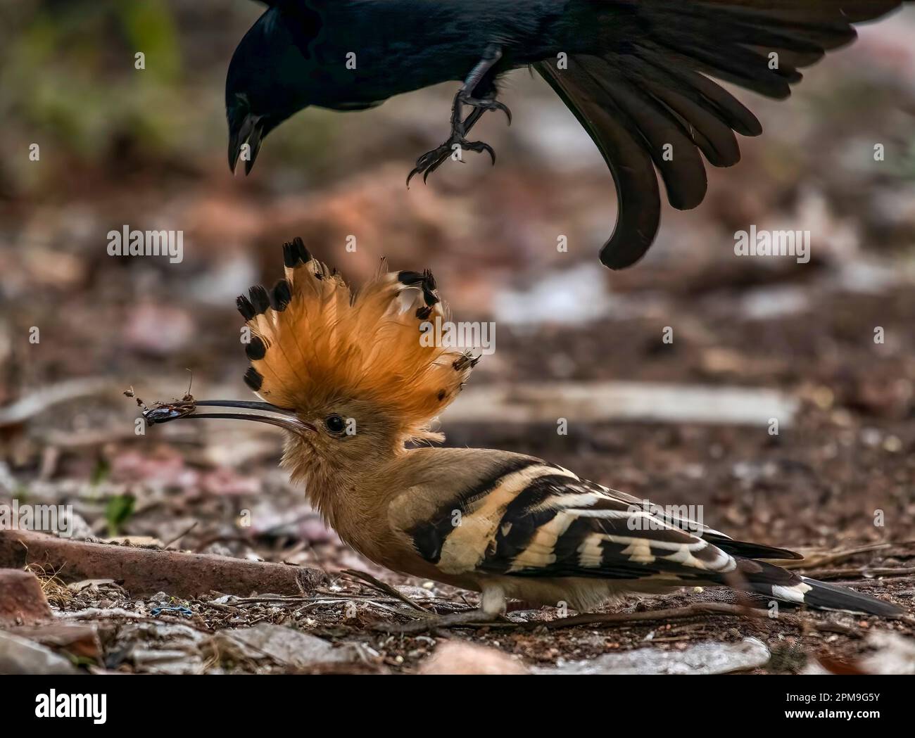 A hoopoe hi-res stock photography and images - Alamy
