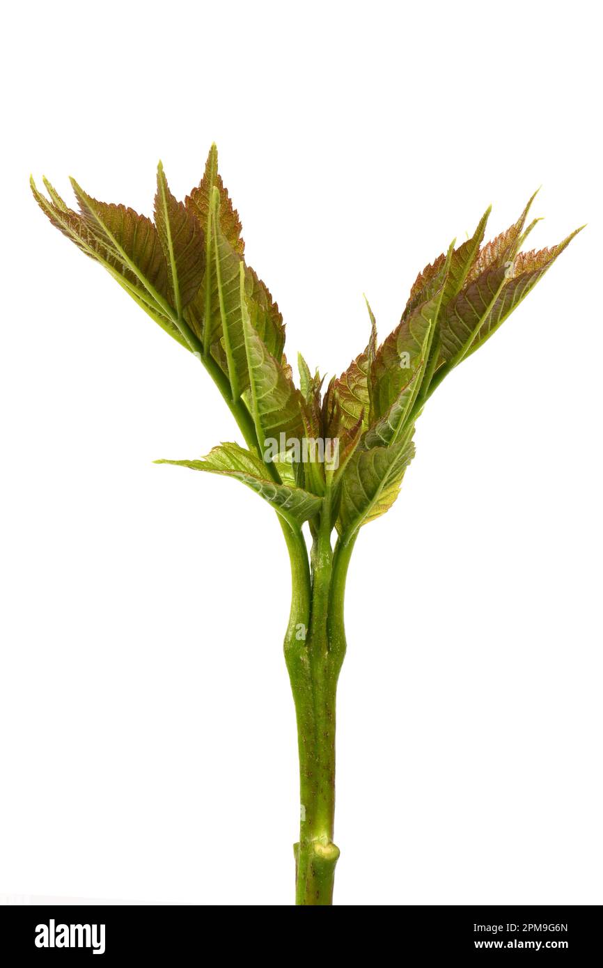 Young ash leaves. Close up of Common Ash Tree Leaves isolated on white ...