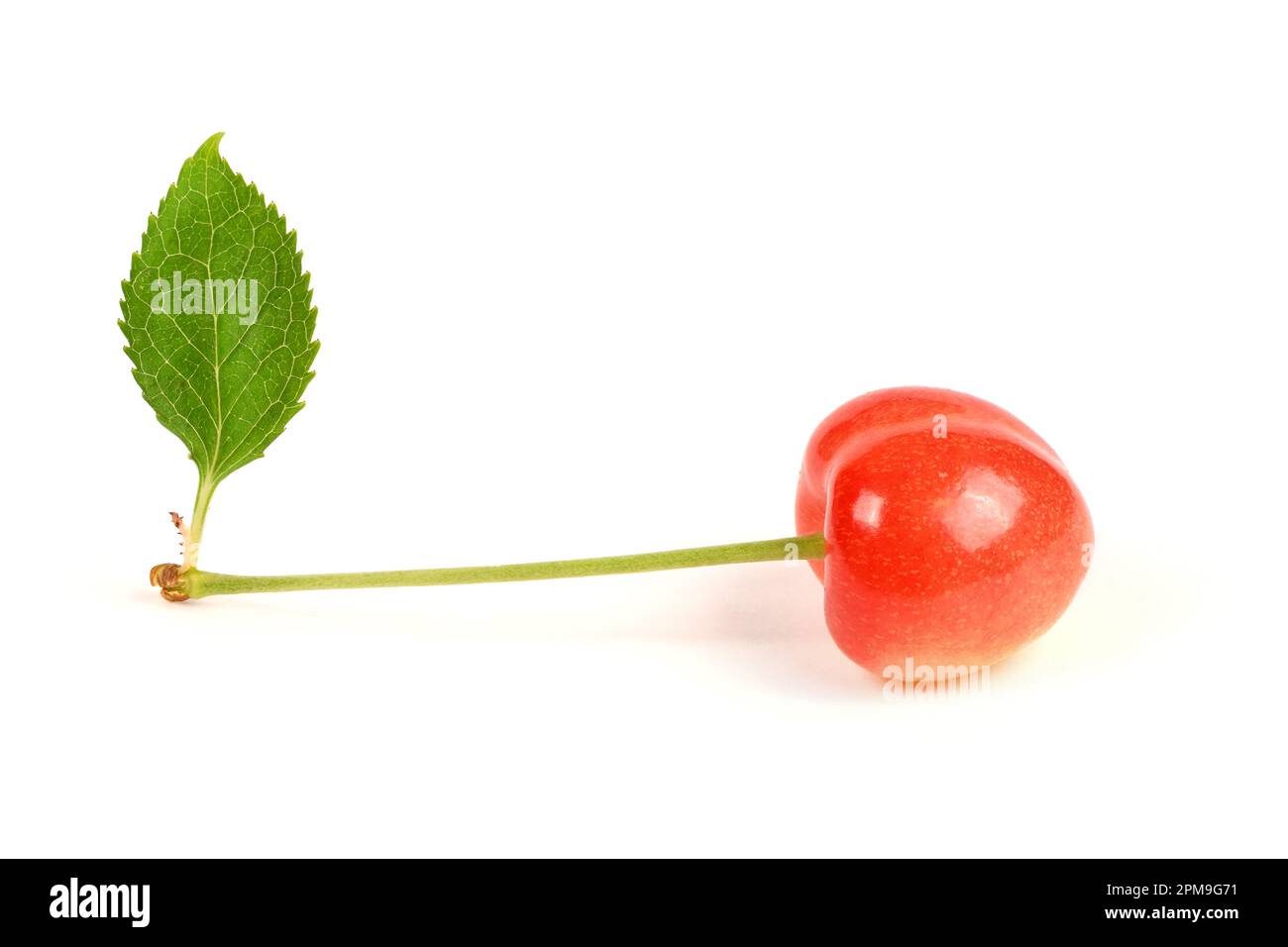Light red sweet cherry with green leaves., side view isolated on white ...