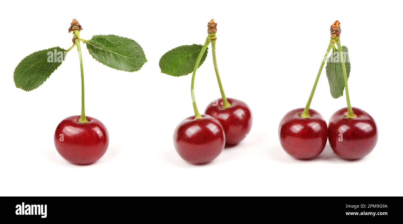 Collection of cherries with green leaf isolated on white background ...