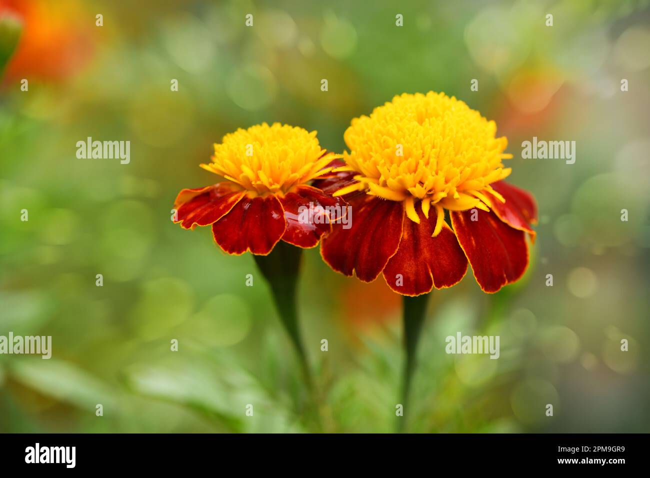 Flowers Marigolds. Side view. High resolution photo. Selective focus ...