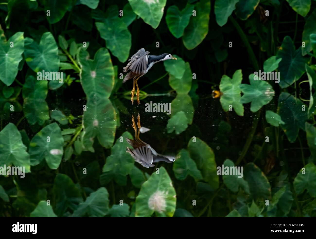 WHITE BREASTED WATERHEN Stock Photo - Alamy