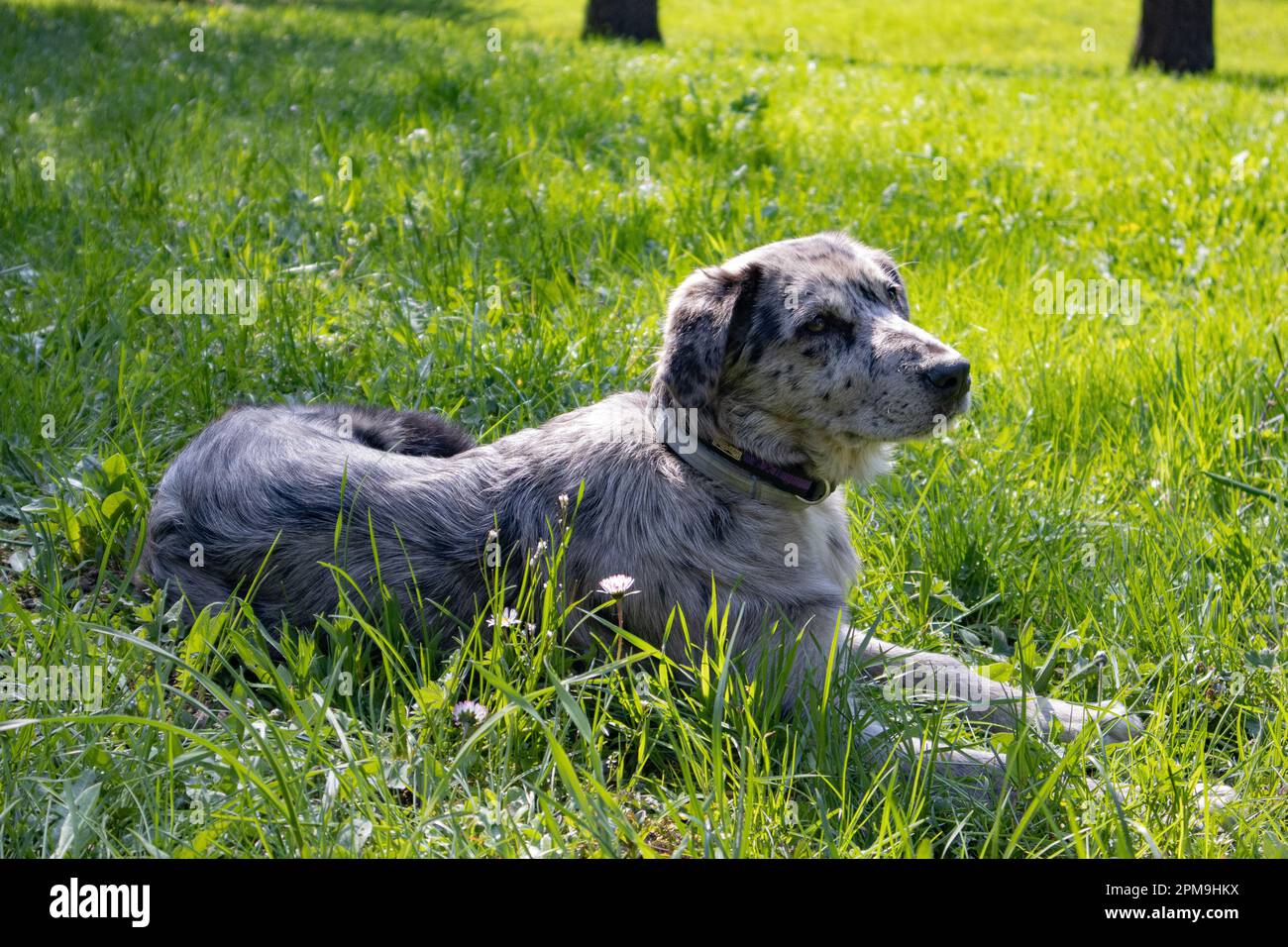 Spotted labrador retriever puppy hi-res stock photography and images ...