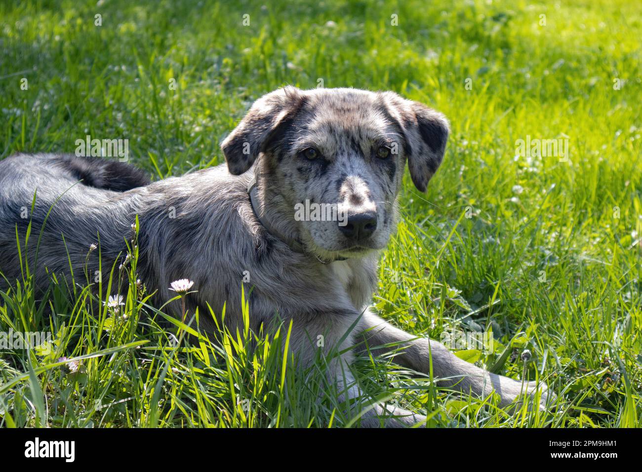 Spotted labrador retriever puppy hi-res stock photography and images ...