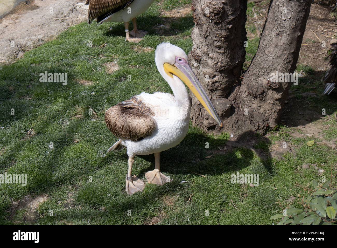 A yellow-billed pelican searches for food in the grass Stock Photo - Alamy