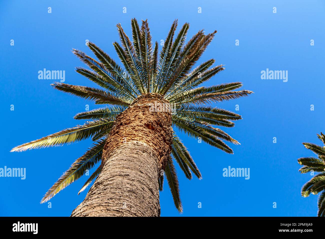 View from bottom on top of palm tree with sky and clouds. Travel ...